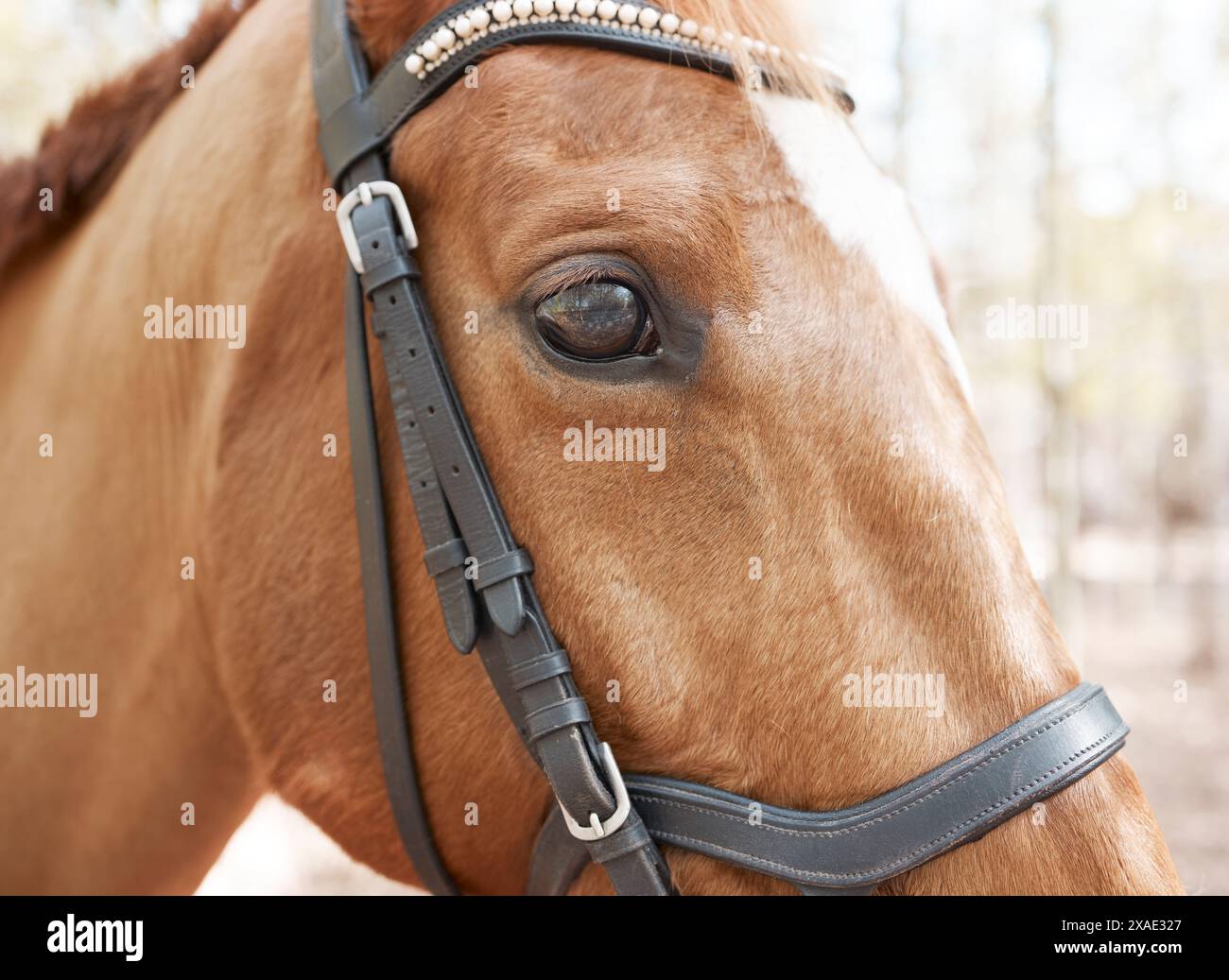 Horse, forest and profile of animal in nature for travel, adventure and ...