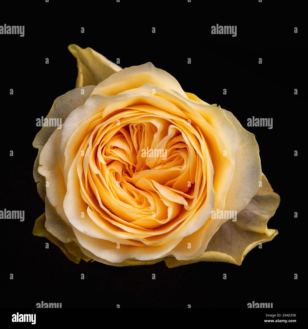 Single Yellow Rose Art Photograph on Black Background Stock Photo - Alamy