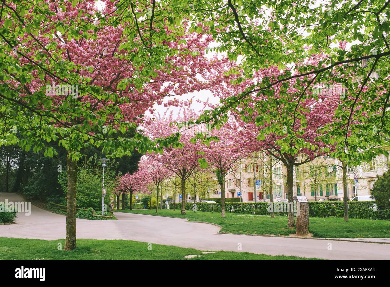 Cherry blosssom trees in Park de Milan, Lausanne, Switzerland Stock ...