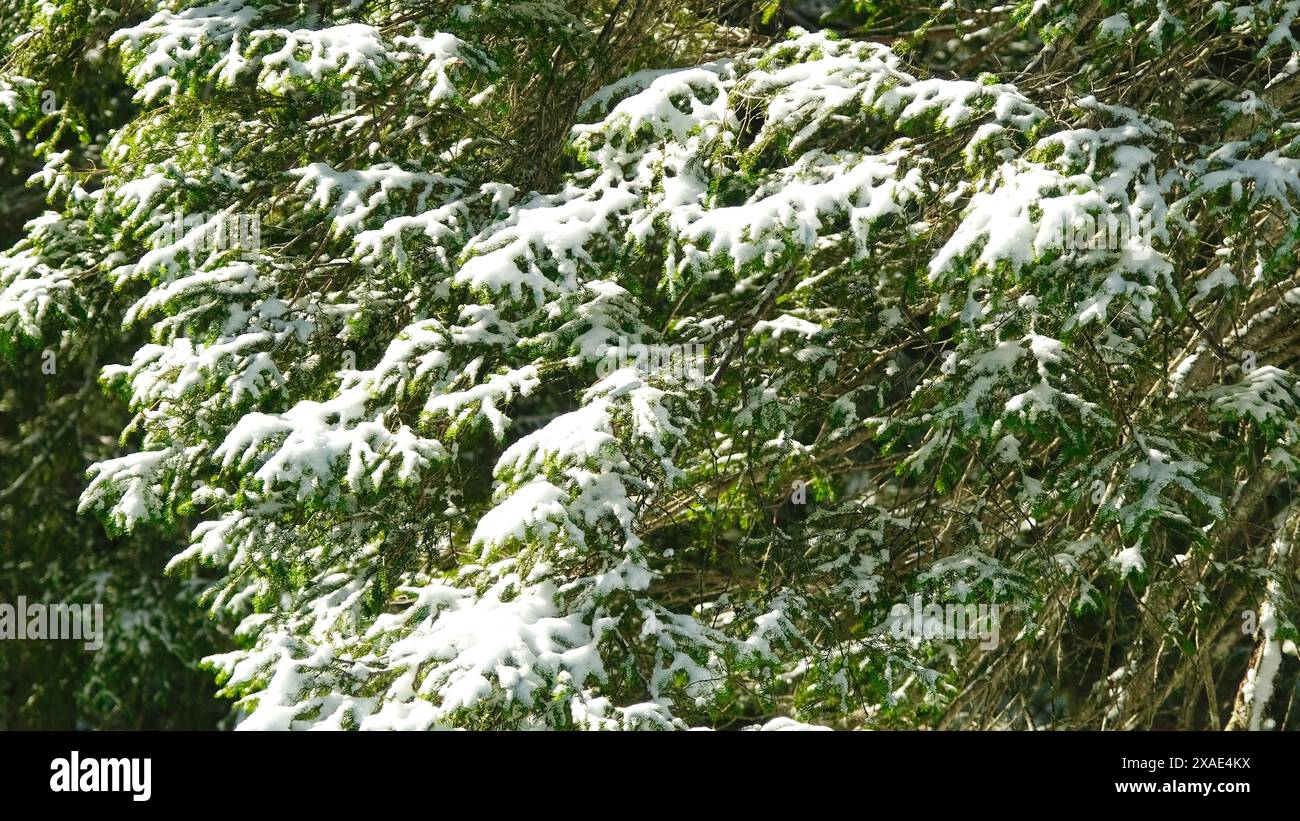 A tree covered in snow. The snow is covering the branches and leaves of ...