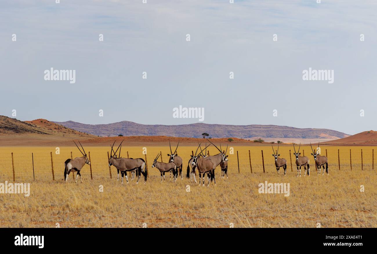 The gemsbok (Oryx gazella), or South African oryx, is a large antelope ...