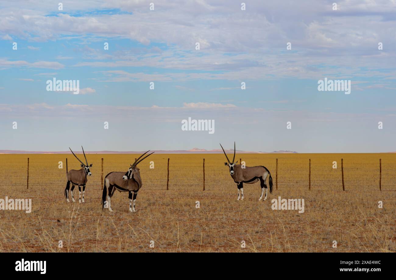 The gemsbok (Oryx gazella), or South African oryx, is a large antelope ...