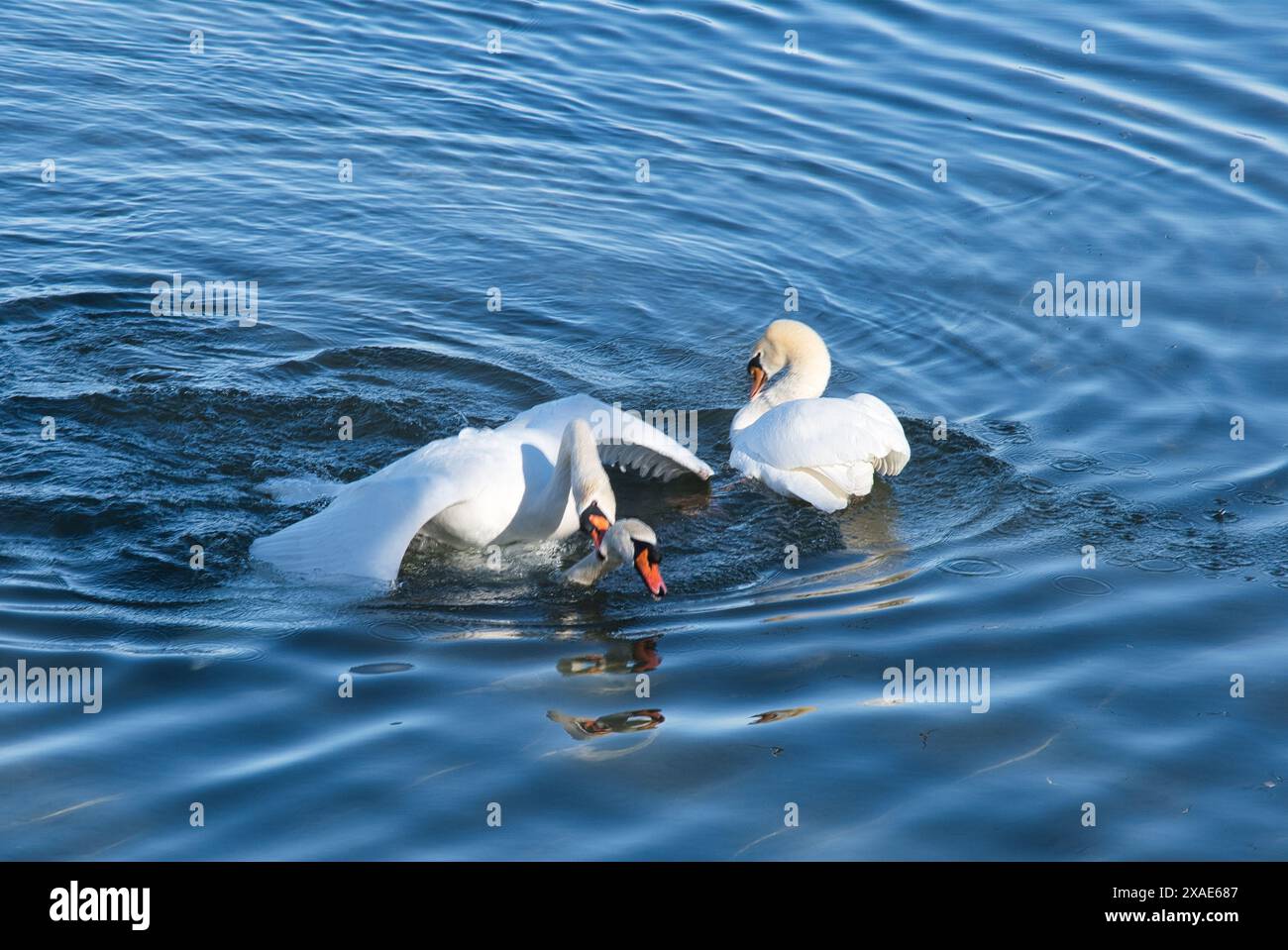 Two swans are swimming in a body of water. One of the swans is eating ...
