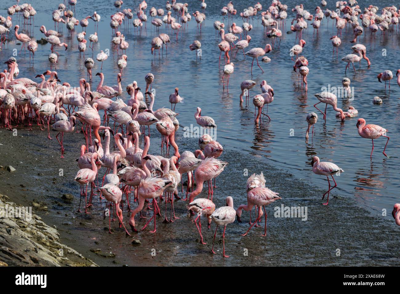 Pink Flamingos At Walvis Bay Namibia Africa Stock Photo - Alamy