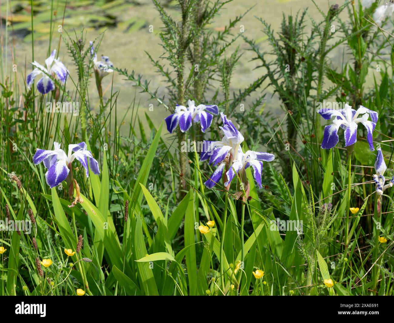 Distinctive blue and white early summer flowders of the hardy marginal ...