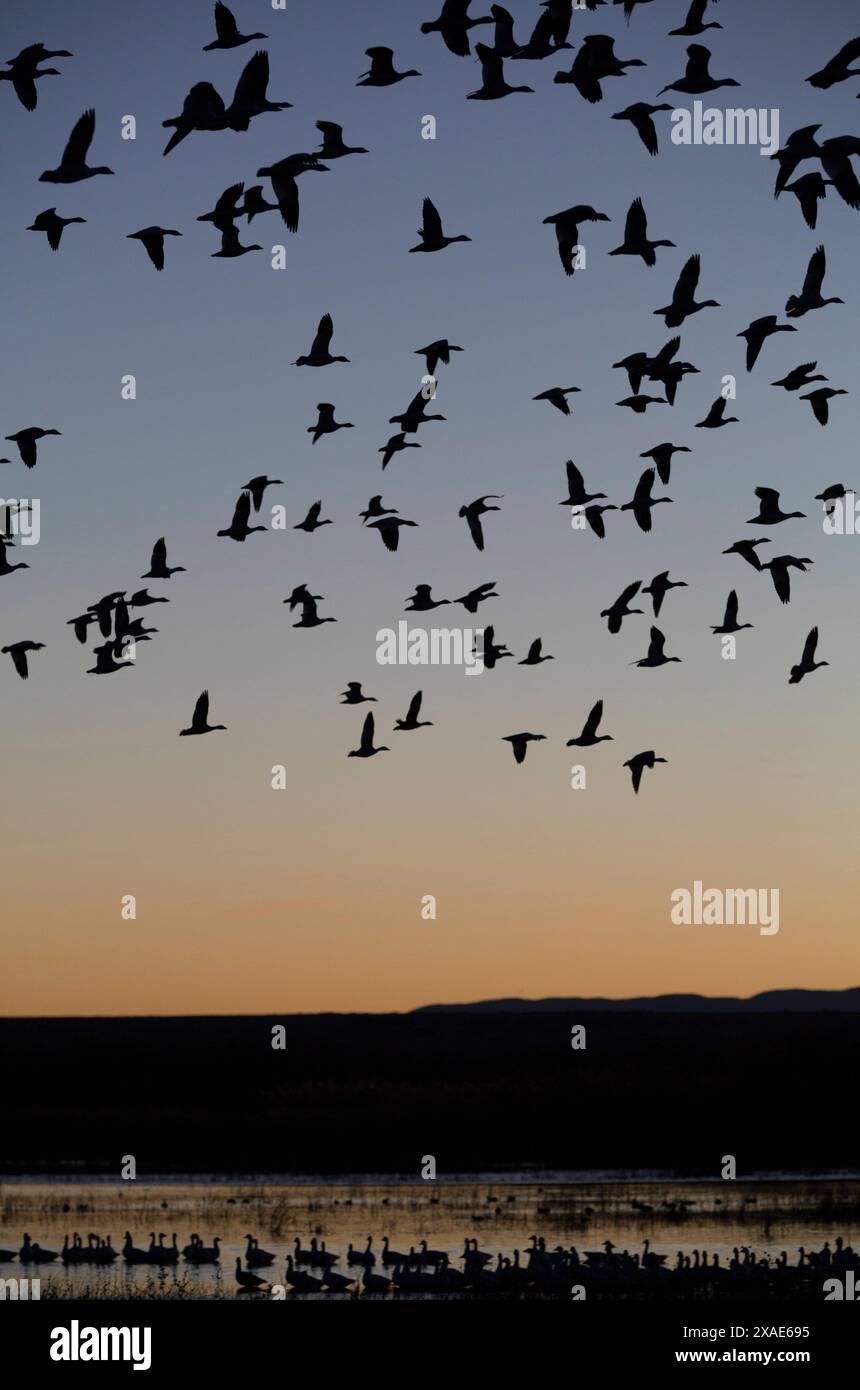 USA, New Mexico, Bosque del Apache National Wildelife Refuge, Lesser ...