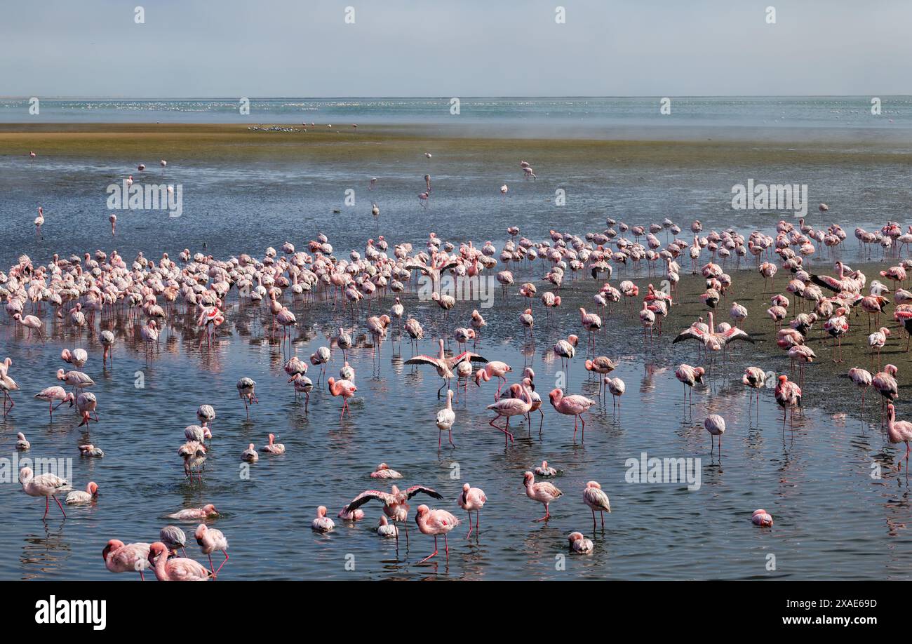 Pink Flamingos At Walvis Bay Namibia Africa Stock Photo - Alamy