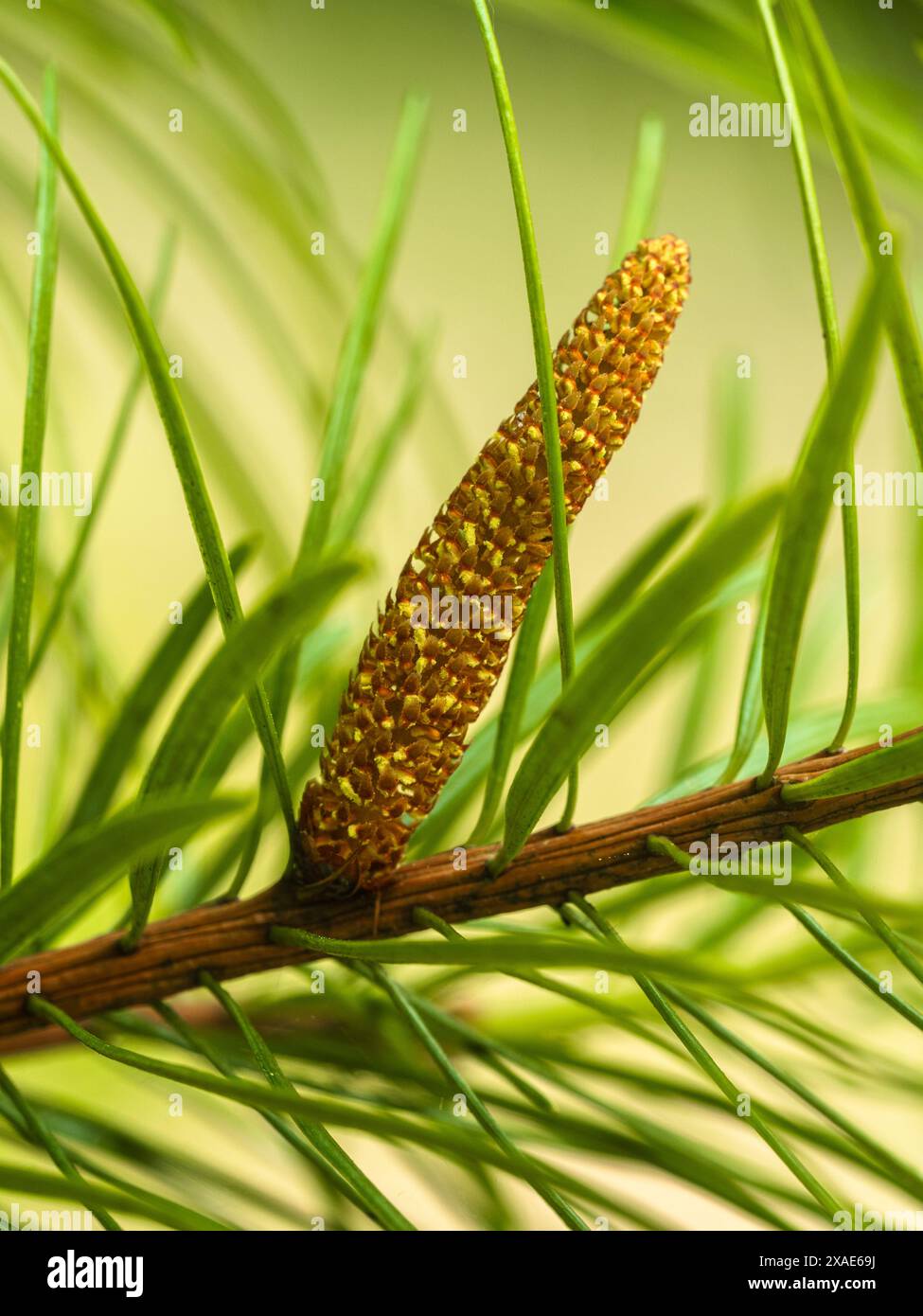 Male cone (strobilus) of the endangered Cathay Silver Fir, Cathaya ...