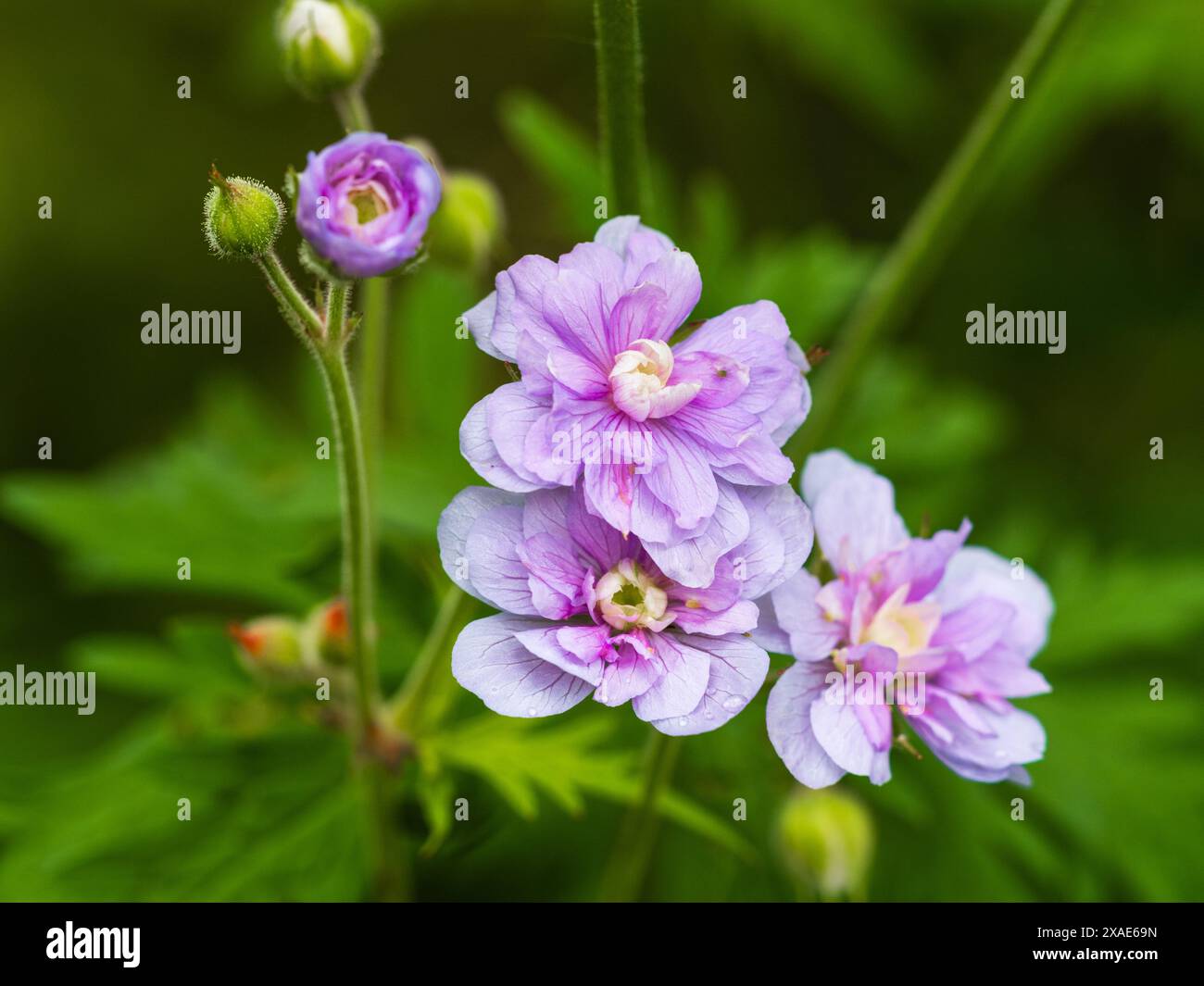 Pink shaded white flowers of the double form of the hardy perennial ...