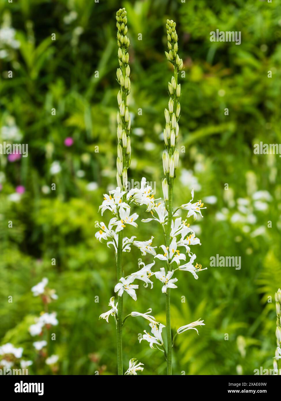 White flowers in the early summer spikes of the hardy bulb Anthericum ...