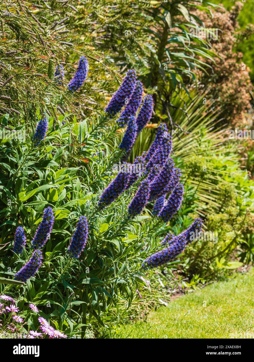Early summer spikes filled with blue flowers of the frost tender sub ...
