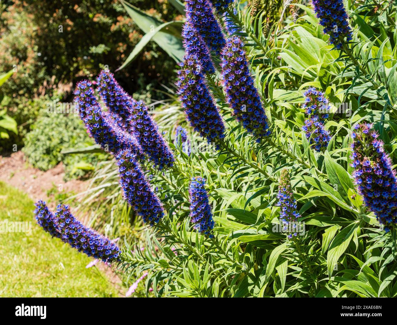 Early summer spikes filled with blue flowers of the frost tender sub ...