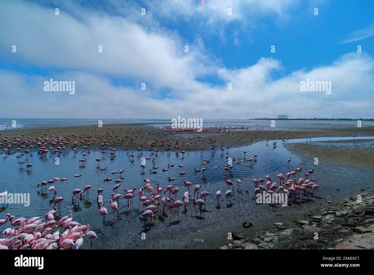 Pink Flamingos At Walvis Bay Namibia Africa Stock Photo - Alamy