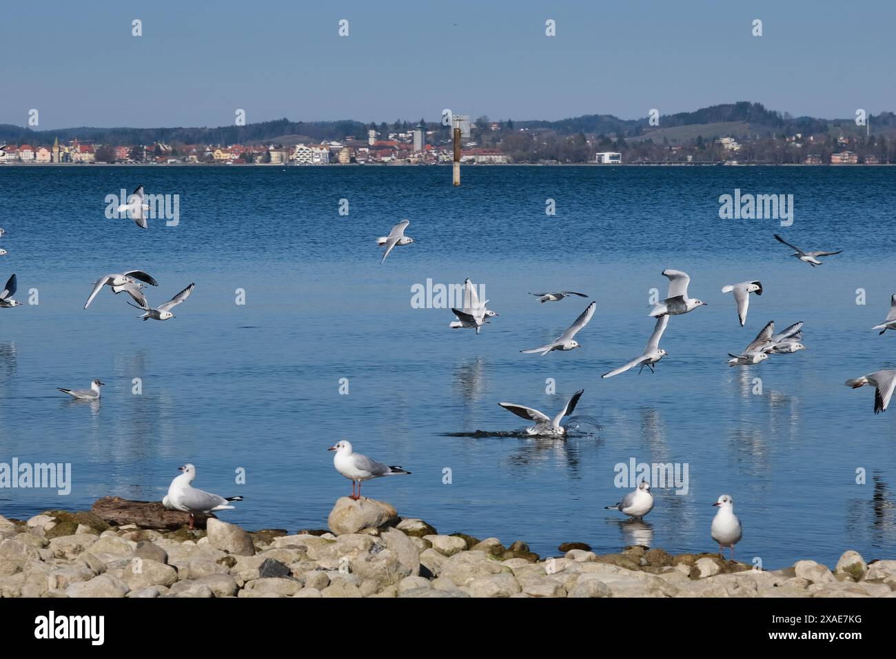 A flock of seagulls are flying over a body of water. The birds are ...