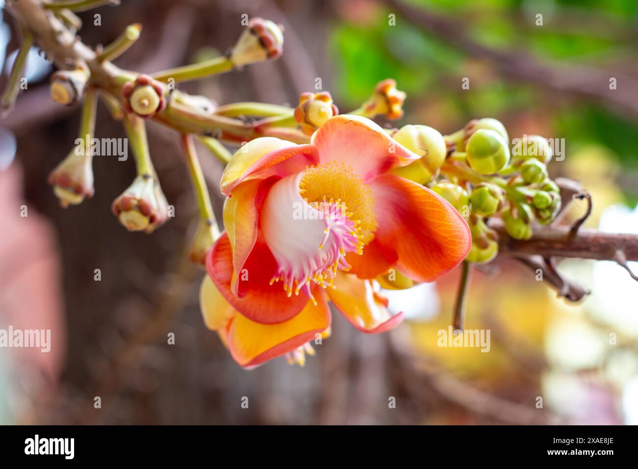 Cannonball Tree Flower, Curupita Guiana in Thailand. An exotic plant ...