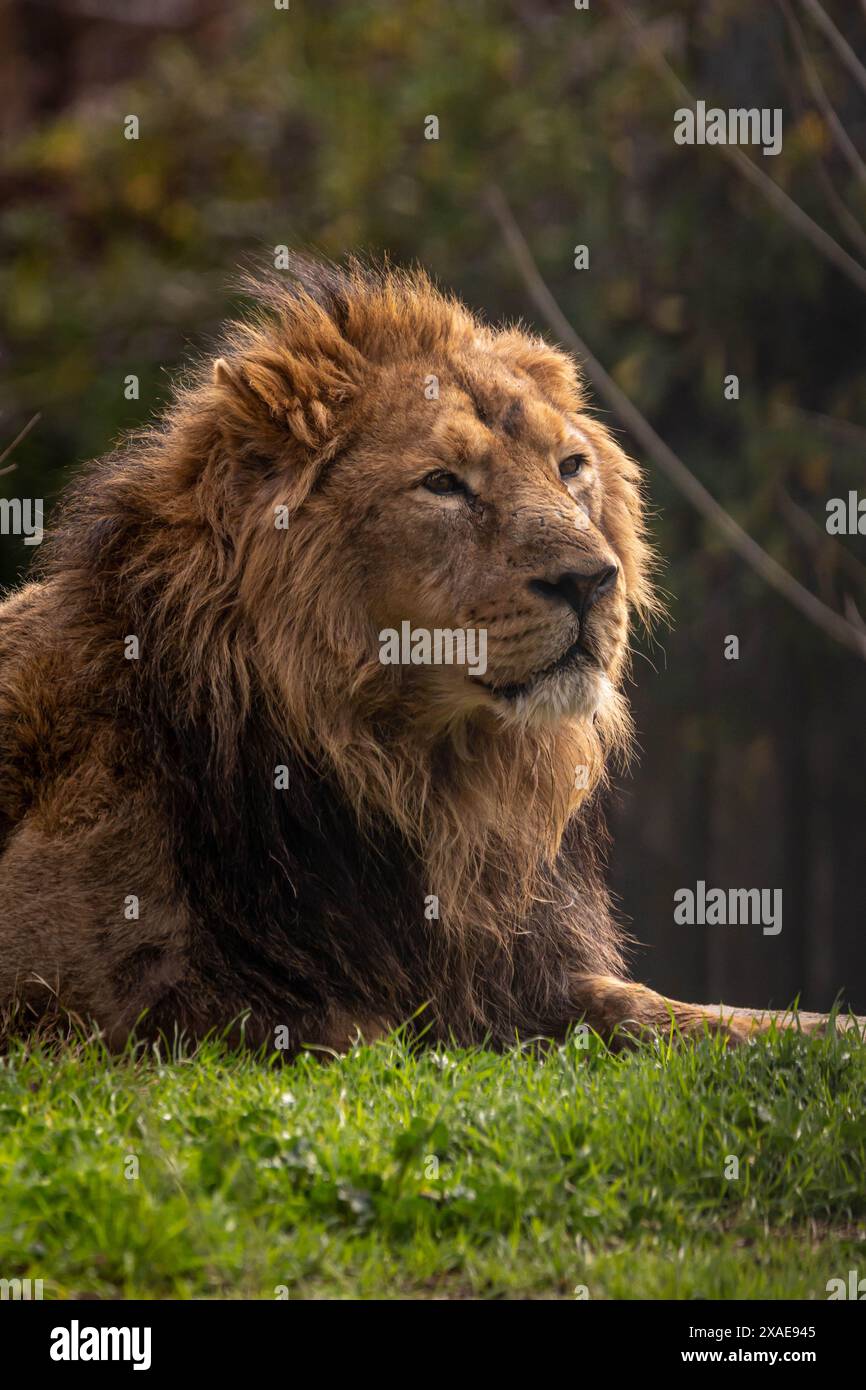 Portrait of a male lion lying on grass in Madrid's zoo. Headshot Stock ...
