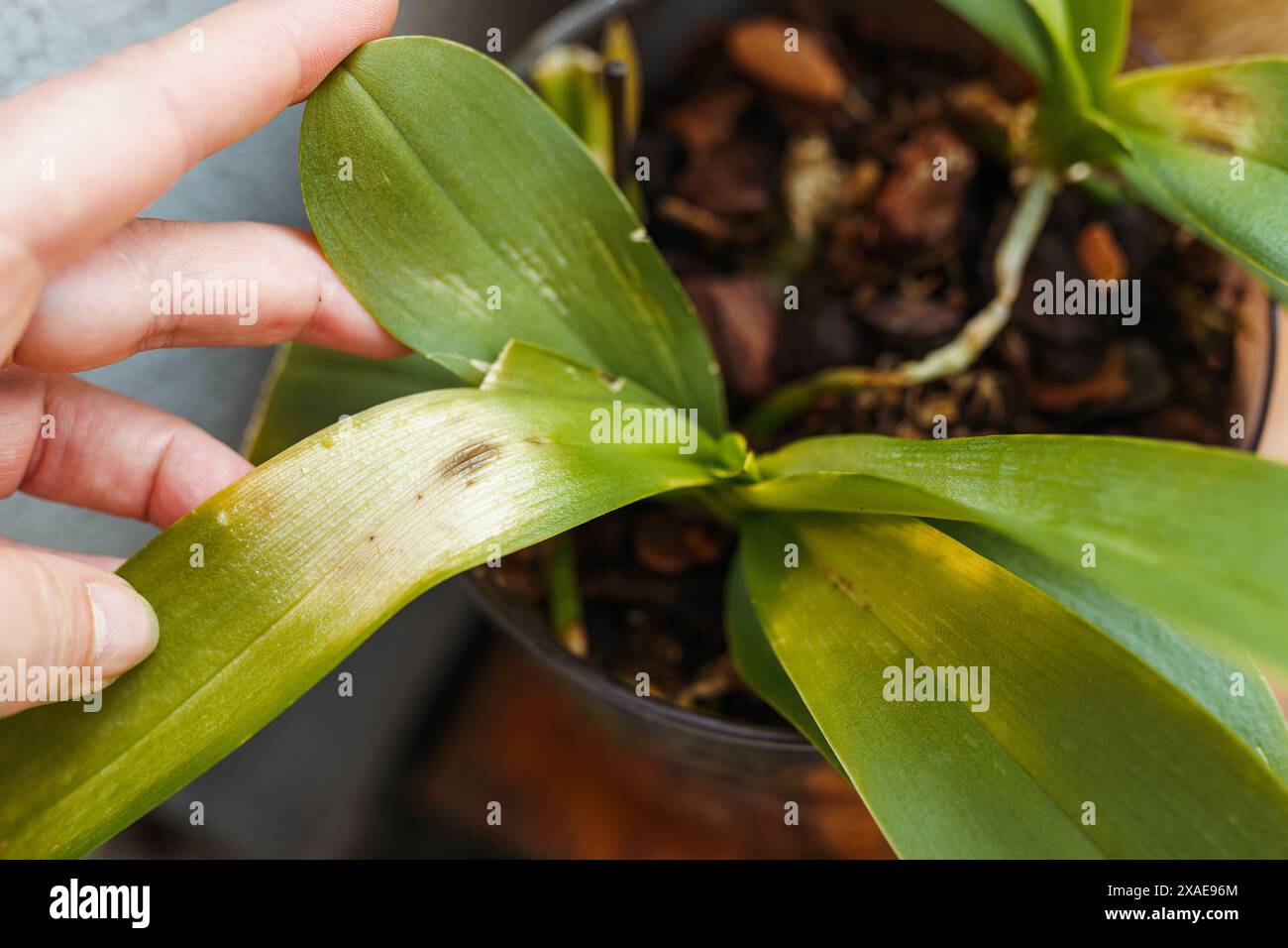 sunburn on orchid leaves Stock Photo - Alamy