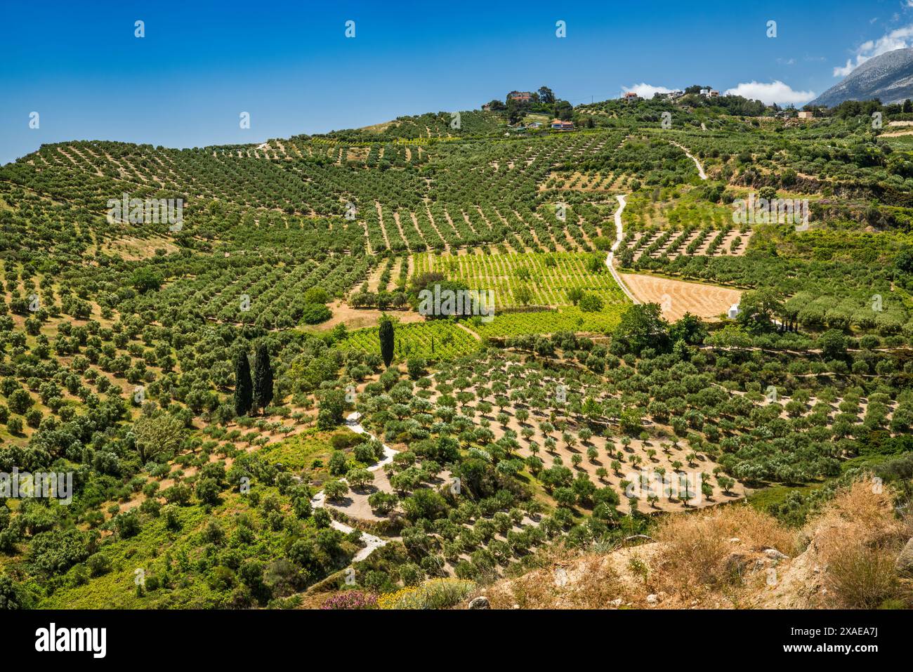 Olive tree orchards near village of Agios Myronas, near Heraklion, near ...