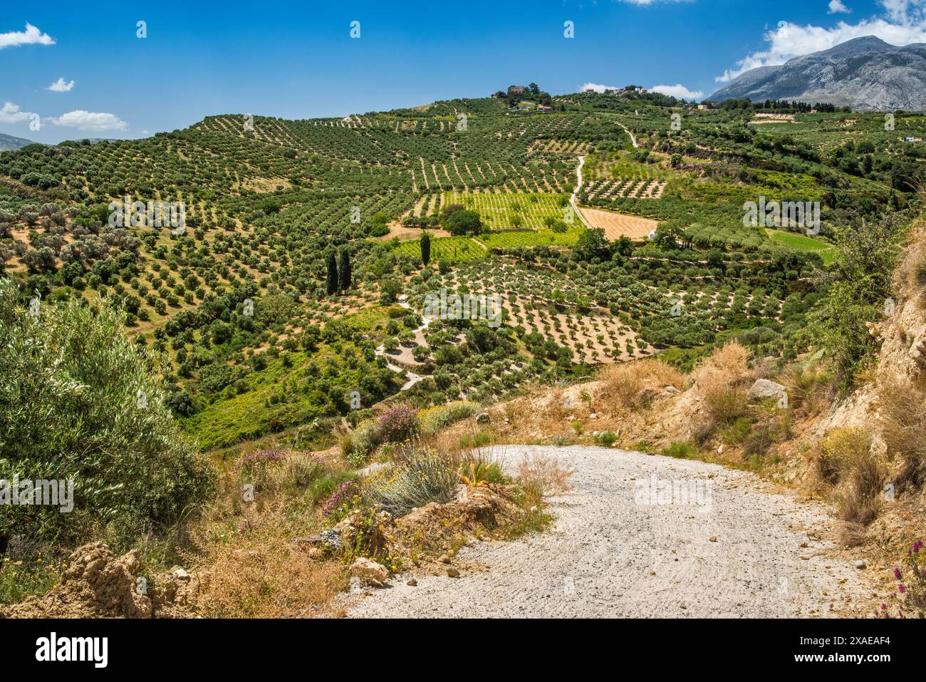 Olive tree orchards near village of Agios Myronas, near Heraklion, near ...