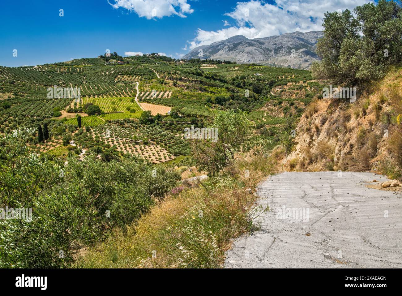 Olive tree orchards near village of Agios Myronas, near Heraklion, near ...