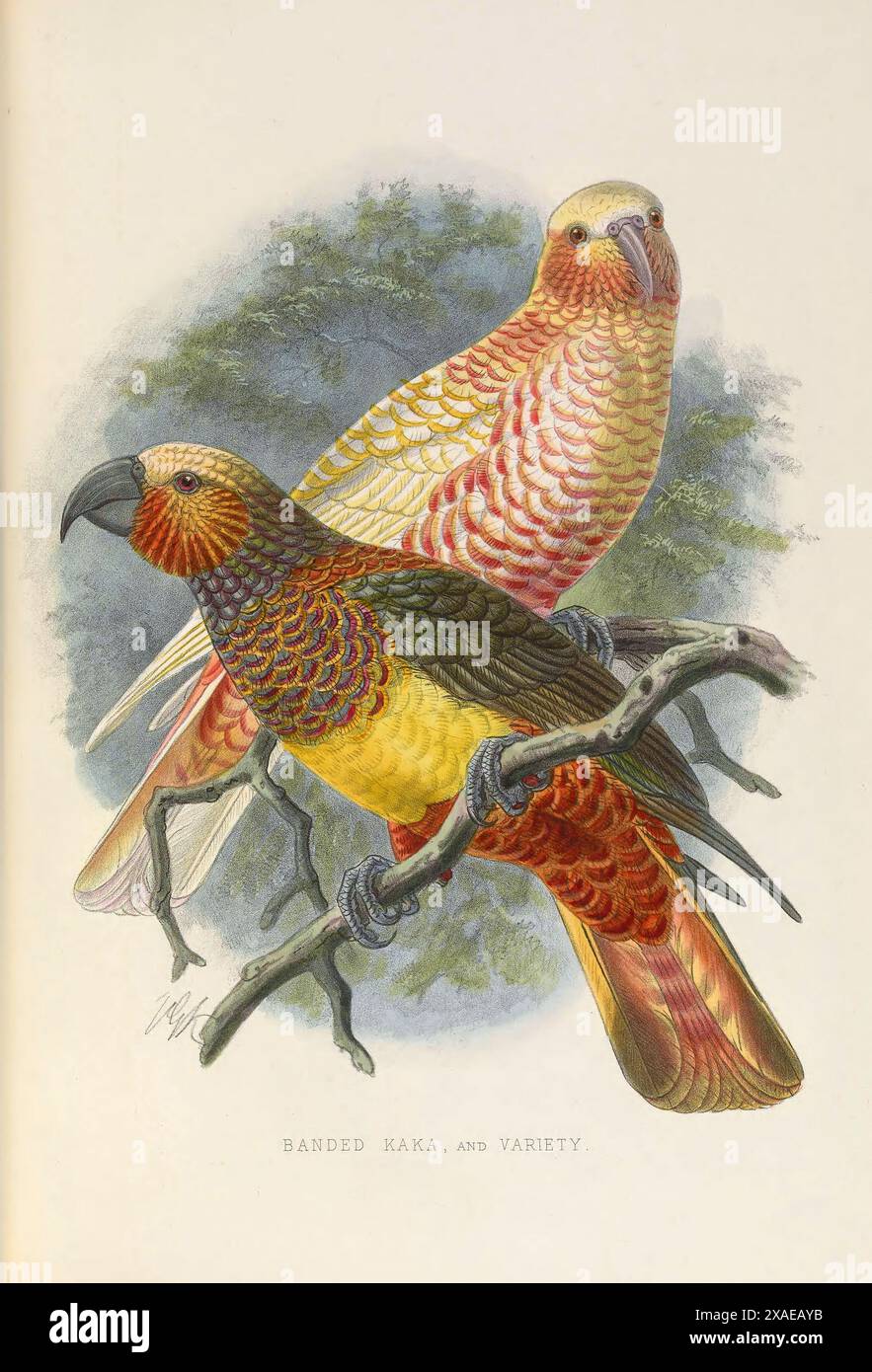 Banded Kaka from the book Birds of New Zealand. Illustration by John ...
