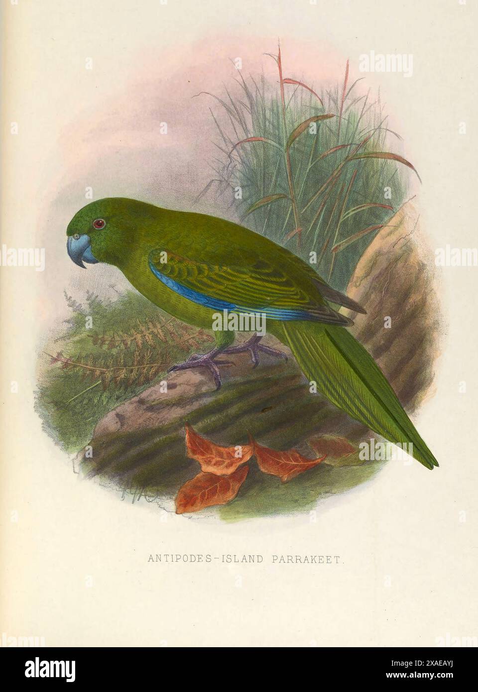 Antipodes Island Parrakeet from the book Birds of New Zealand ...