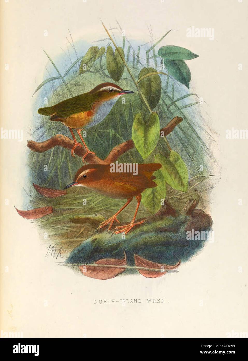 North Island Wren from the book Birds of New Zealand. Illustration by ...