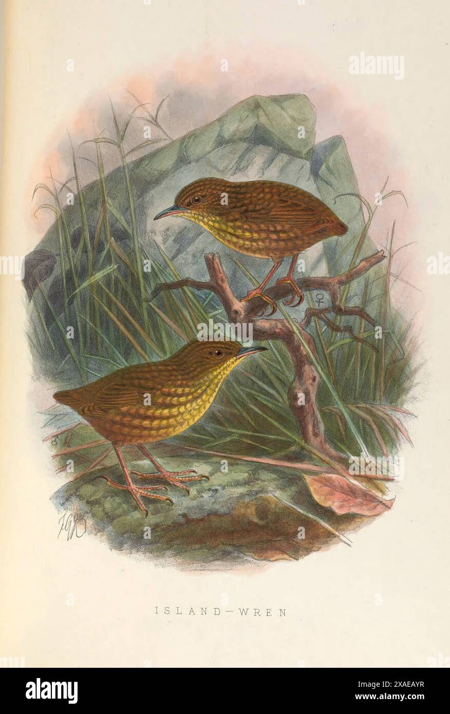 Island Wren from the book Birds of New Zealand. Illustration by John ...