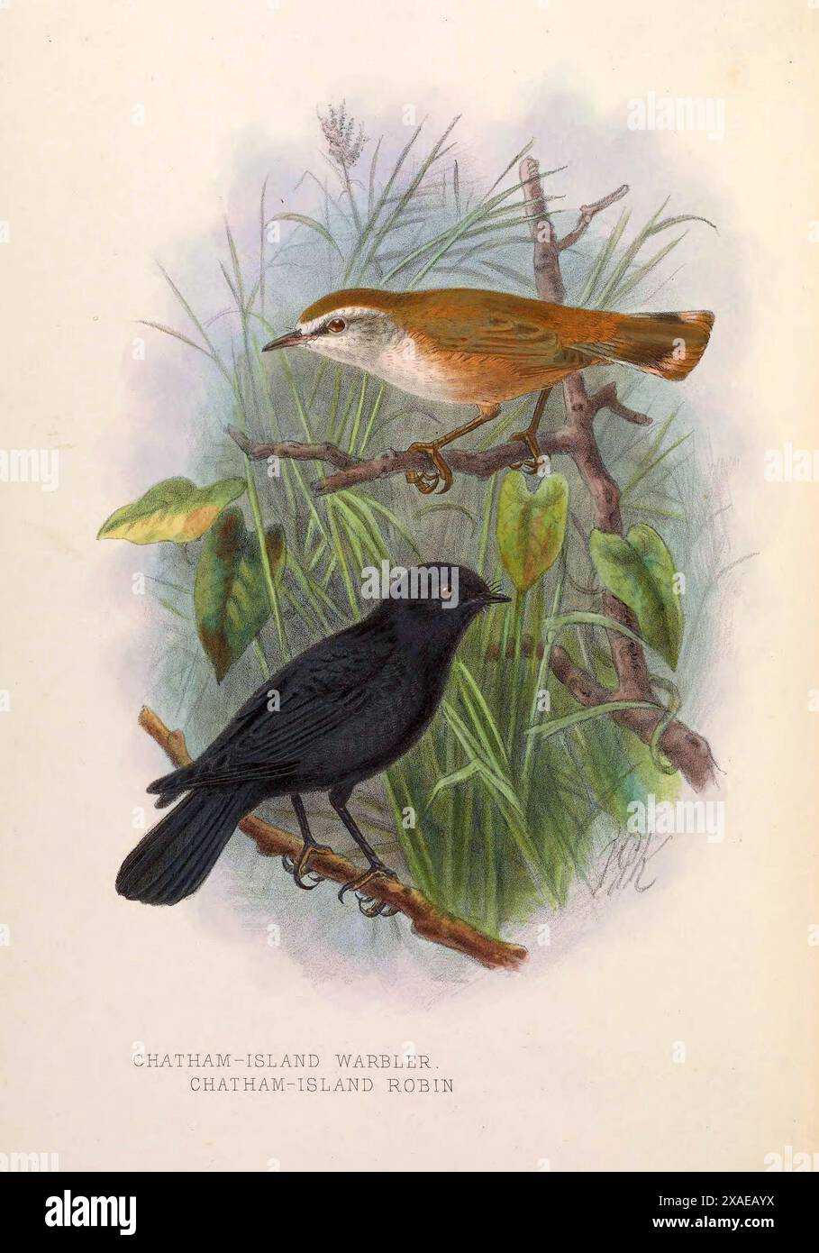 Chatham-Island Warbler and Chatham-Island Robin. from the book Birds of ...