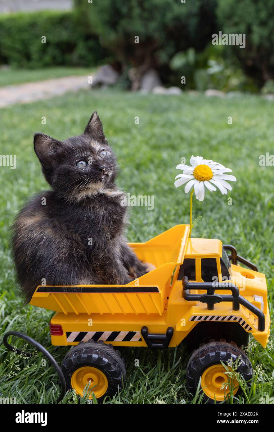 cute brown kitten sits in the back of a yellow toy dump truck Stock ...