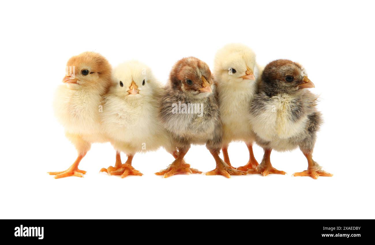 Many cute chicks isolated on white. Baby animals Stock Photo - Alamy