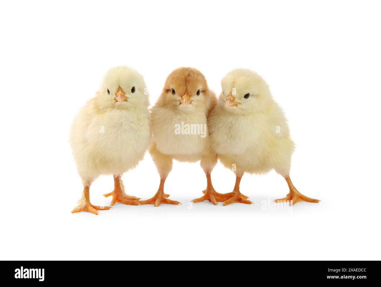 Cute chicks isolated on white. Baby animals Stock Photo - Alamy