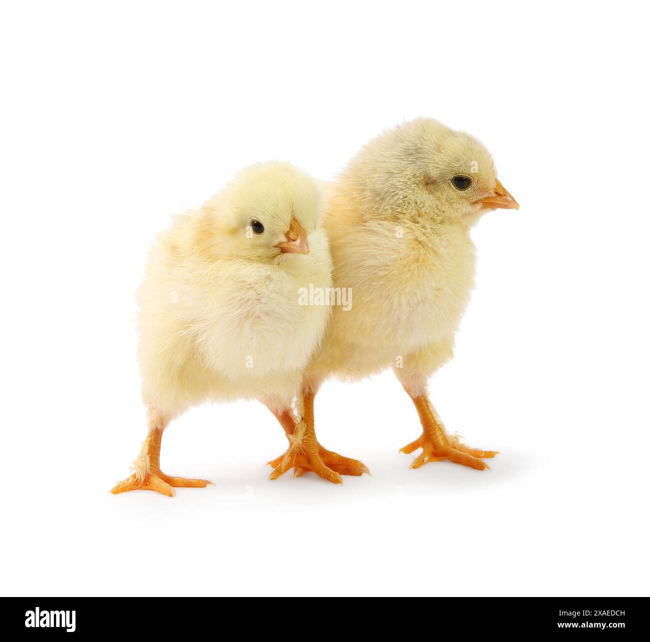 Two cute chicks isolated on white. Baby animals Stock Photo - Alamy