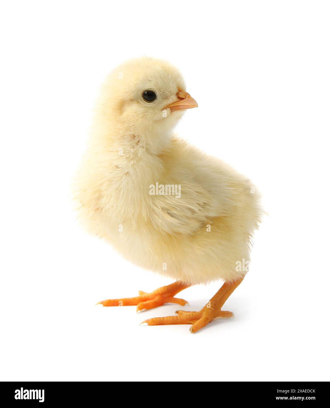 One cute chick isolated on white. Baby animal Stock Photo - Alamy