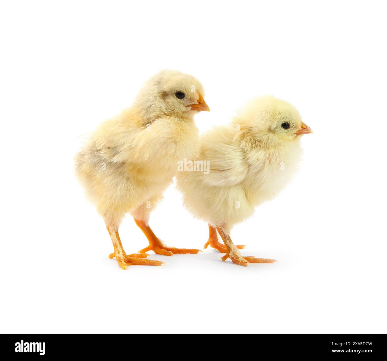 Two cute chicks isolated on white. Baby animals Stock Photo - Alamy