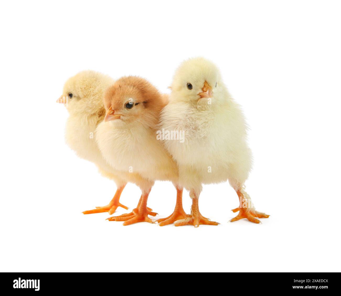 Cute chicks isolated on white. Baby animals Stock Photo - Alamy