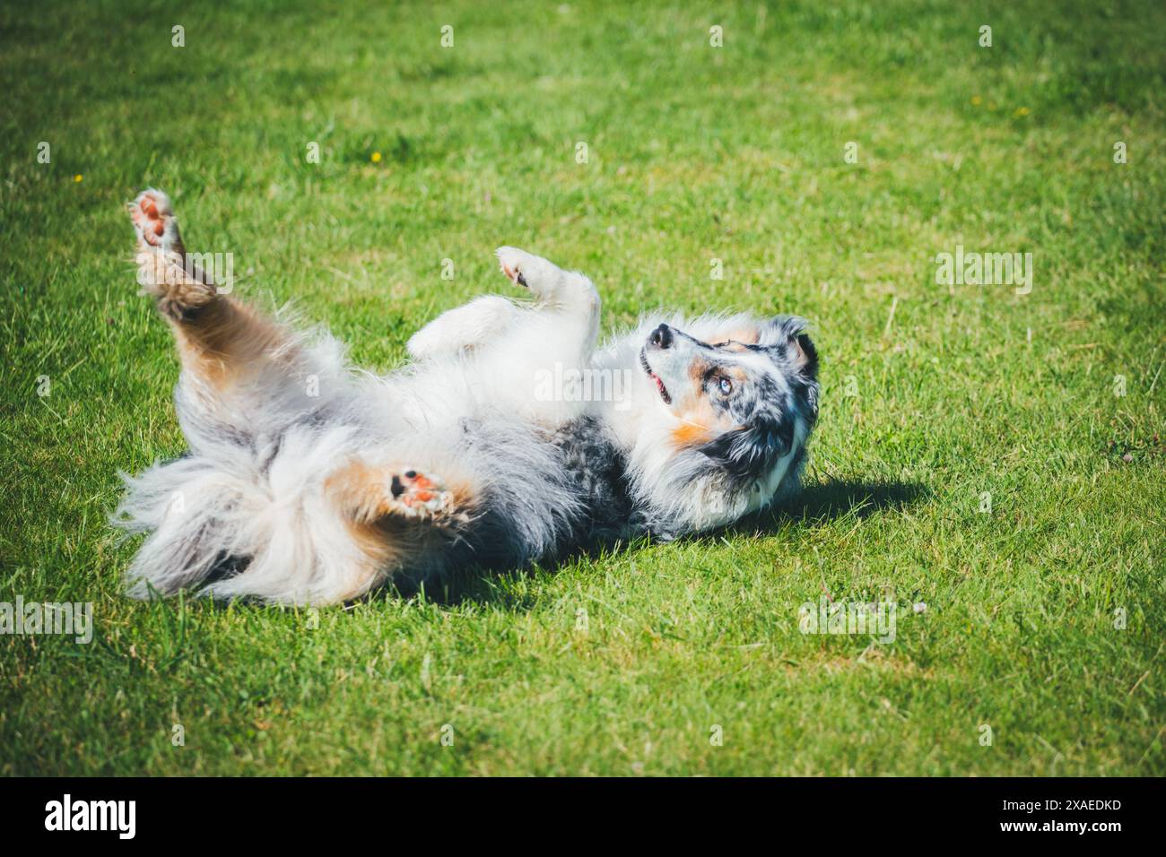Australian Shepherd rolling from one side to the other Stock Photo - Alamy