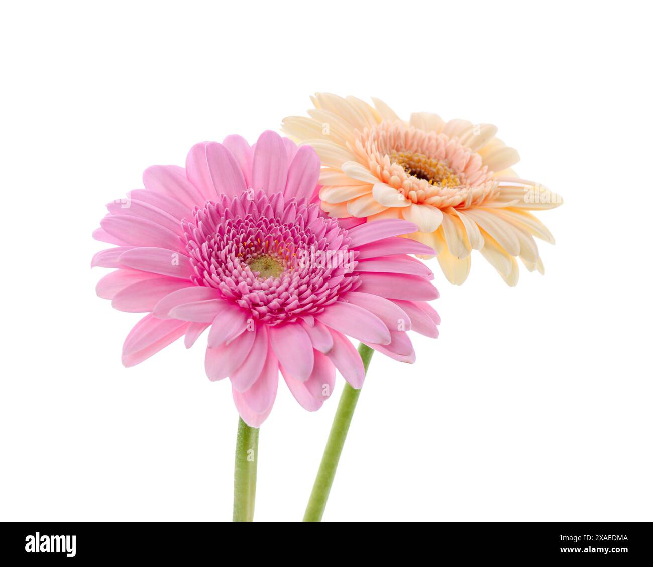 Two beautiful gerbera flowers isolated on white Stock Photo - Alamy