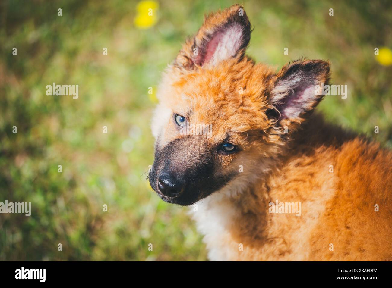 Old German Sheepdog puppy (Westerwälder Kuhhund Stock Photo - Alamy