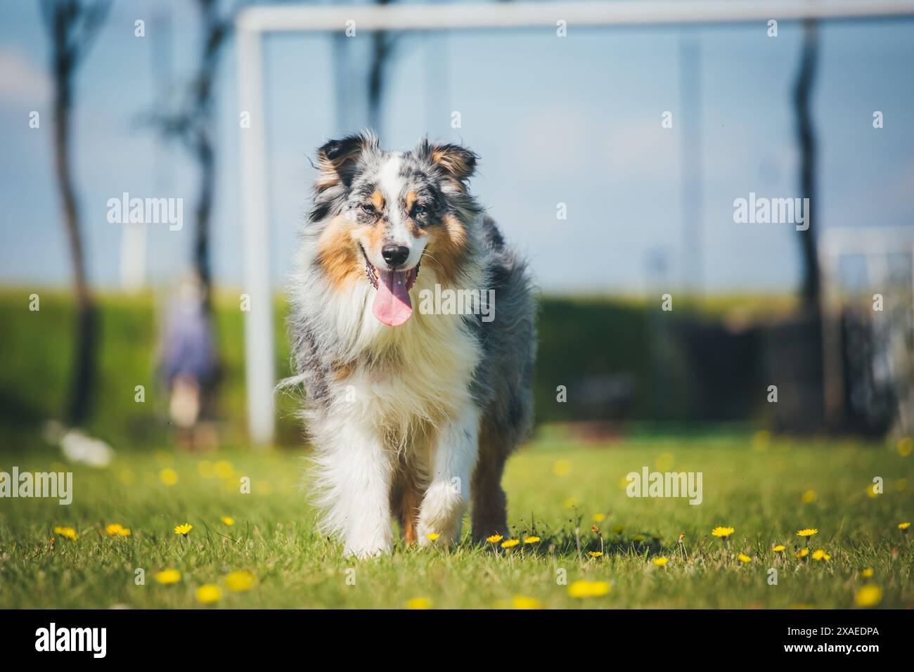 Australian shepherd dog spring hi-res stock photography and images - Alamy