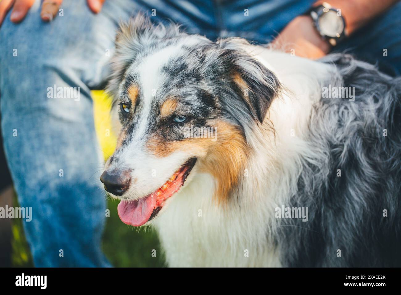 Australian shepherd dog spring hi-res stock photography and images - Alamy
