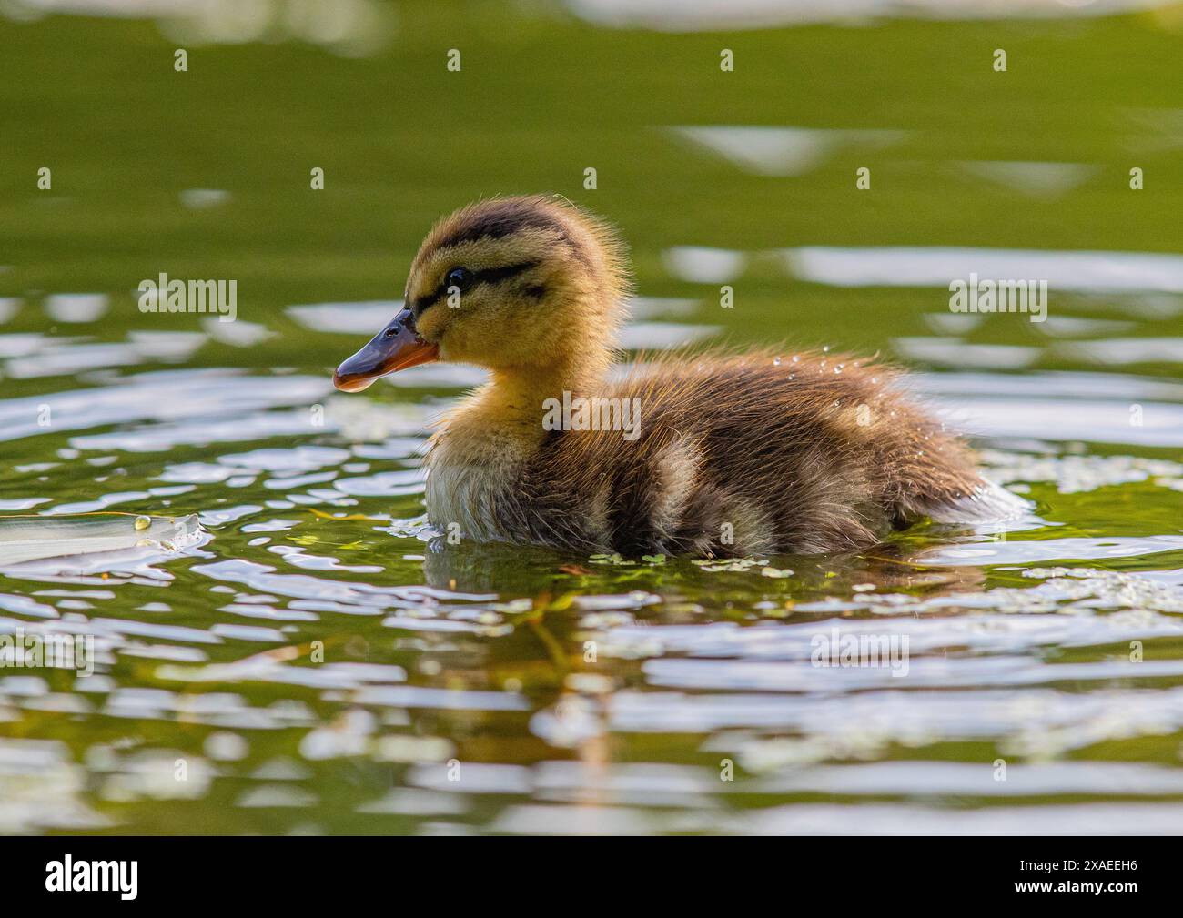 A close up shot of a fluffy Mallard duckling (Anas platyrhynchos) Tiny ...