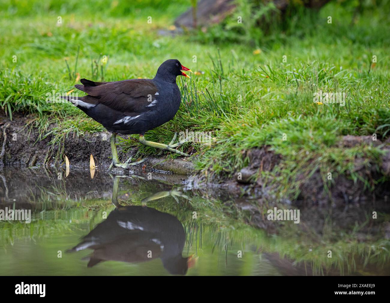 An adult moorhen ( Gallinula chloropus) , stepping out of the pond on ...