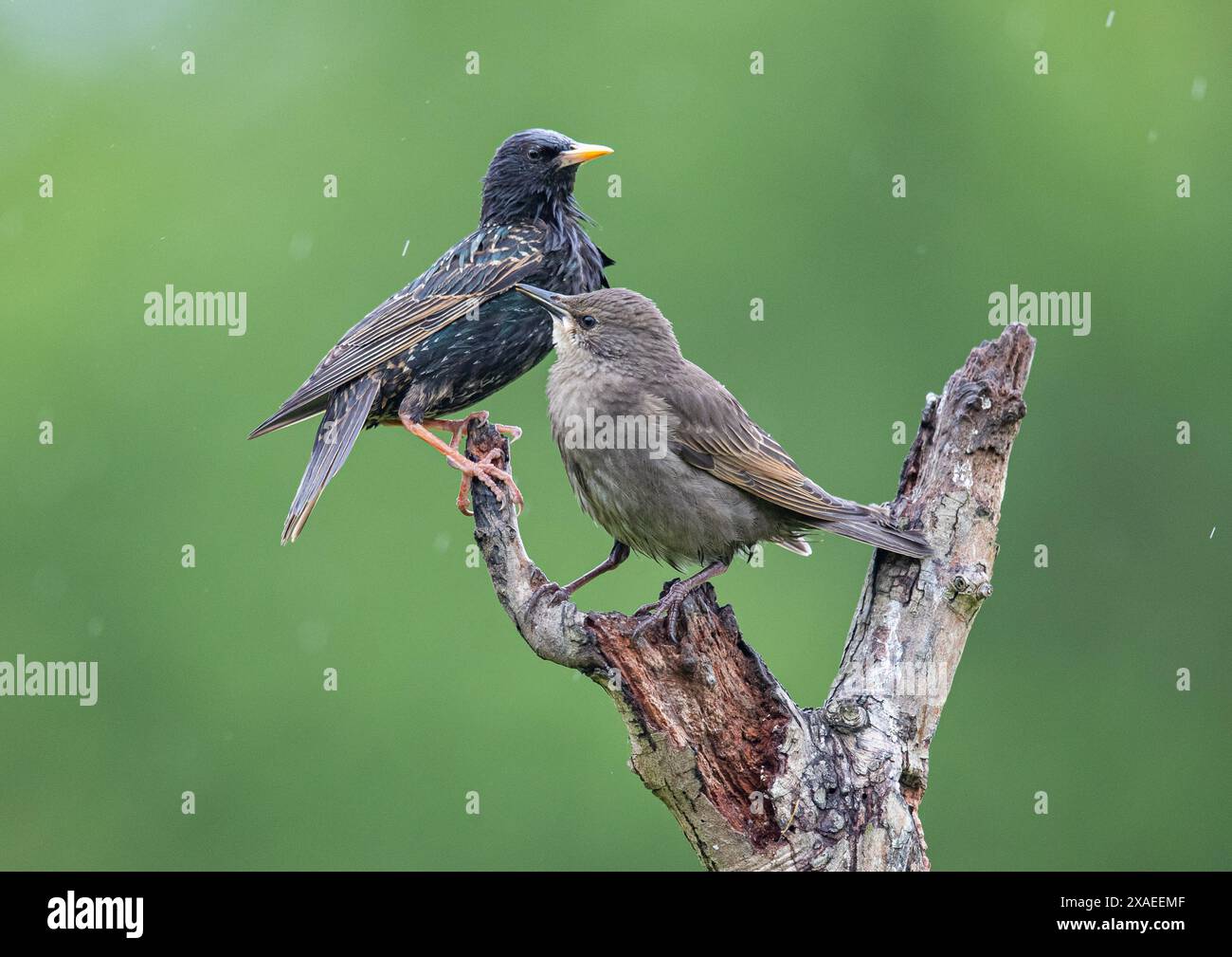 Mother young starling hi-res stock photography and images - Alamy