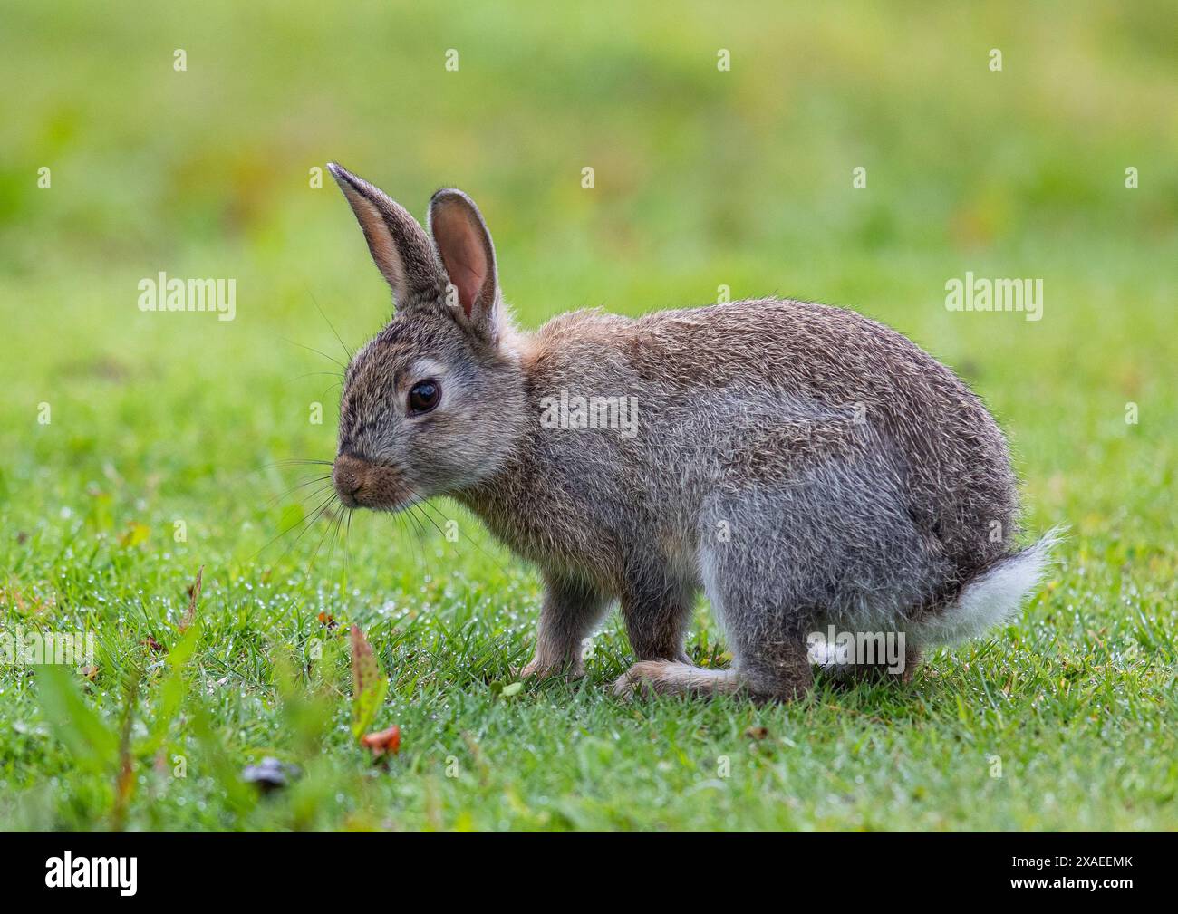 Breed like rabbits. A close up of a young rabbit or Coney (Oryctolagus ...