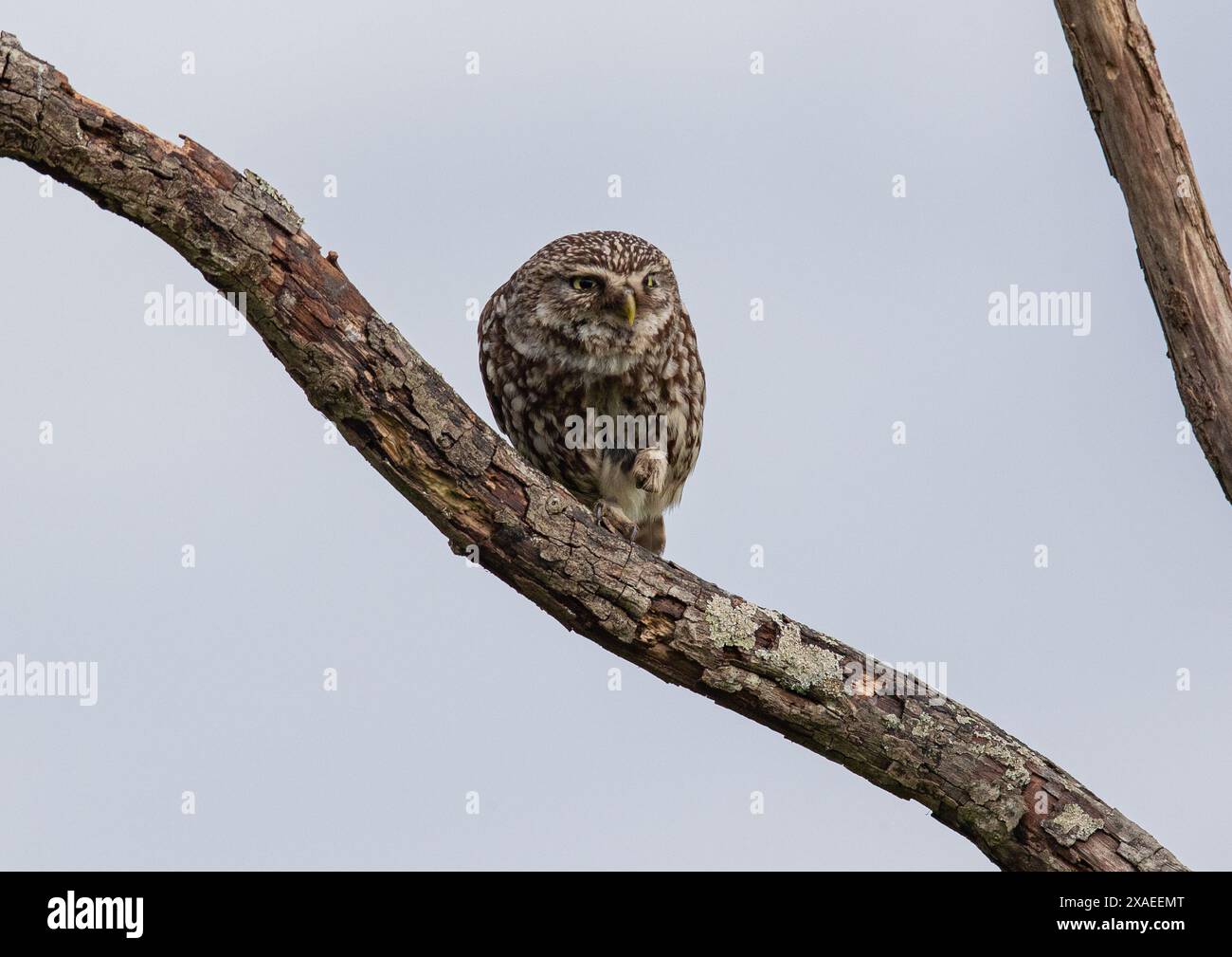 Little owl getting ready to hunt hi-res stock photography and images ...