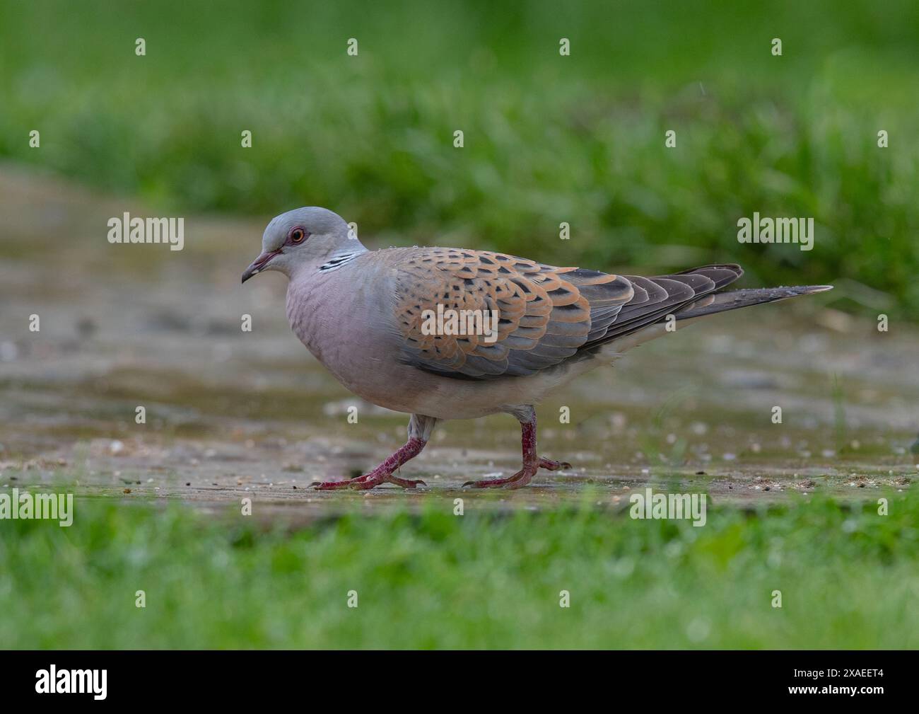 A close up shot of a beautiful endangered Turtle dove (Streptopelia ...