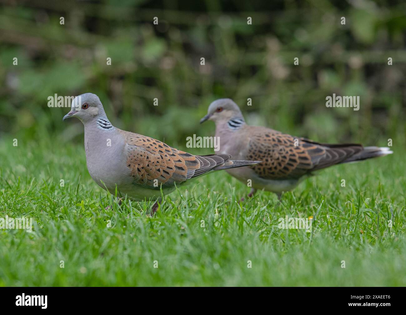 A close up shot of a pair of beautiful endangered Turtle dove ...