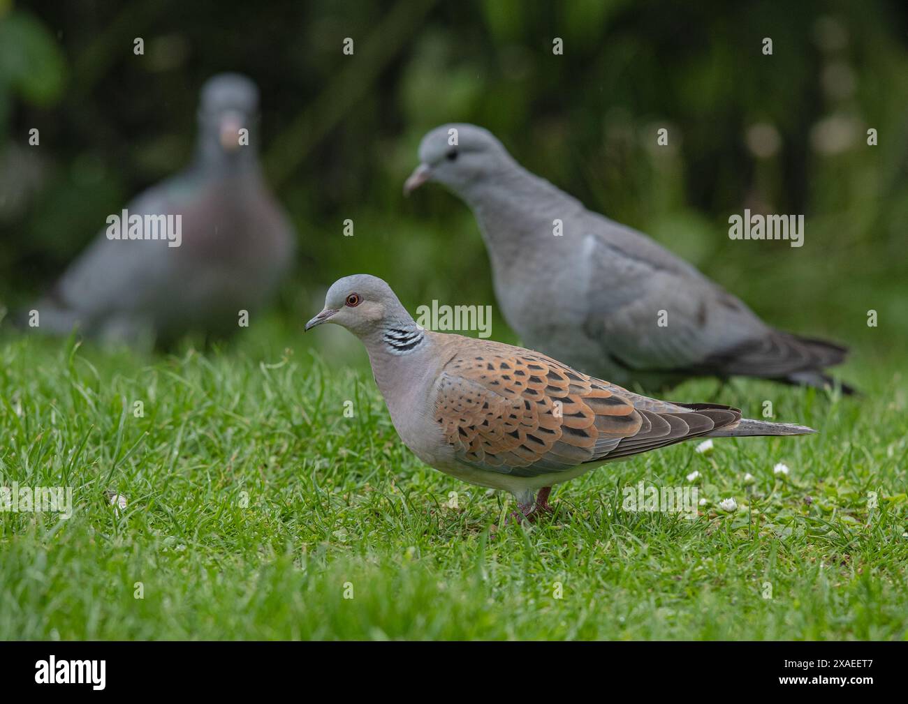 A close up shot of a rare endangered Turtle dove (Streptopelia turtur ...