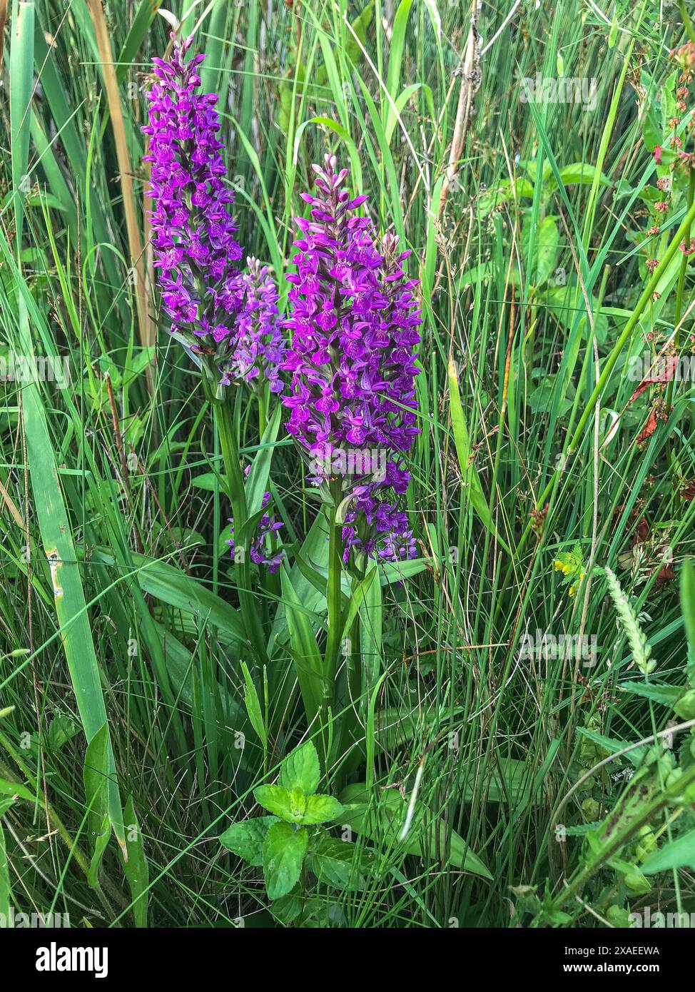 Deep pink Southern Marsh orchids (Dactylorhiza praetermissa) or their ...